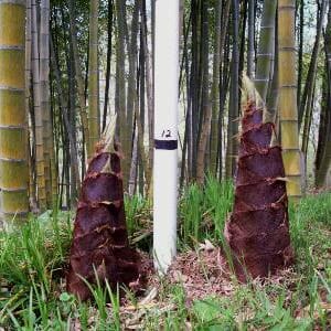 Growth Chart of Bamboo – Lewis Bamboo