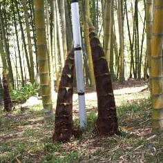 Growth Chart of Bamboo – Lewis Bamboo