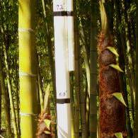 Growth Chart of Bamboo – Lewis Bamboo