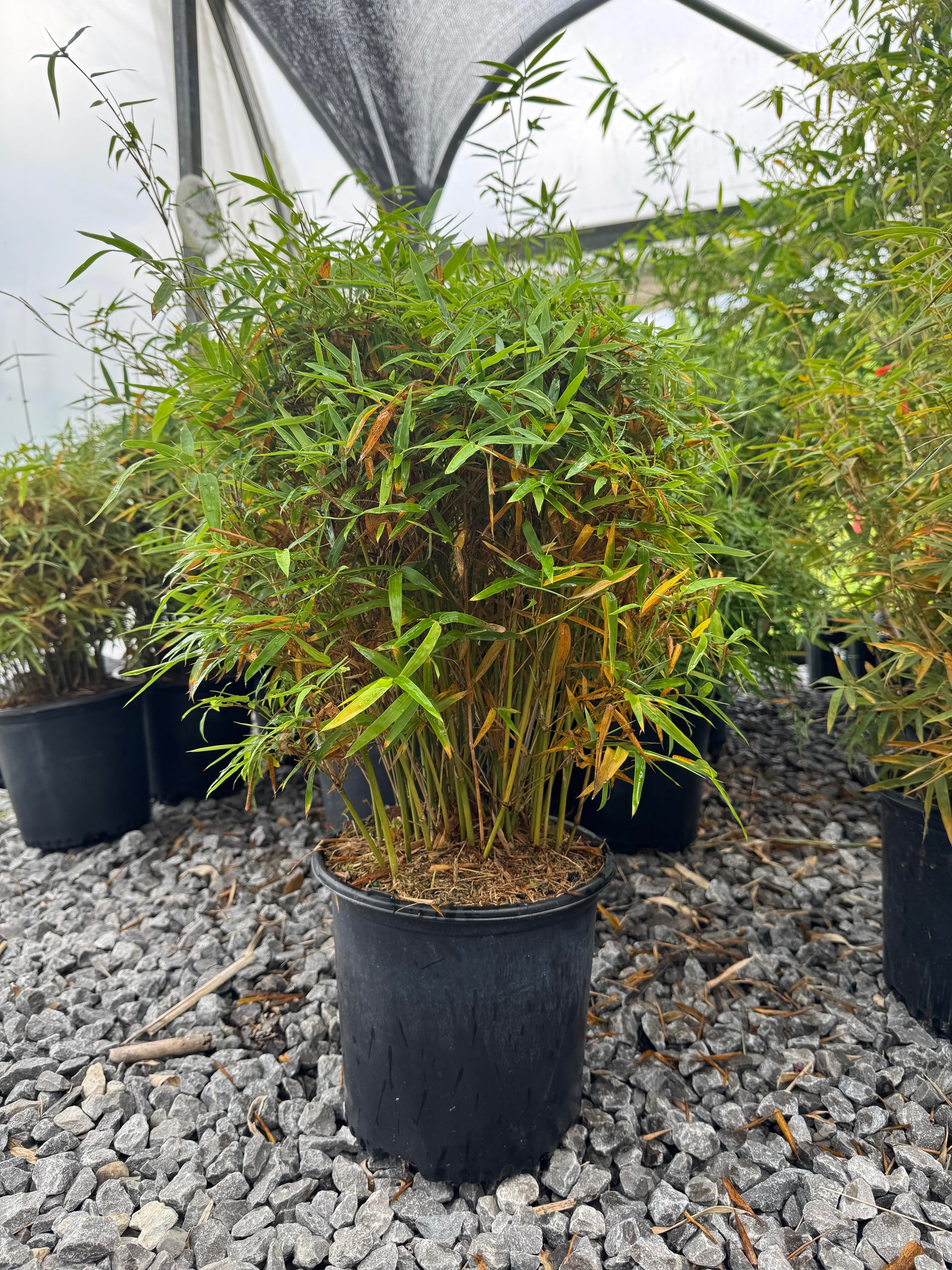 Golden Goddess – Lewis Bamboo