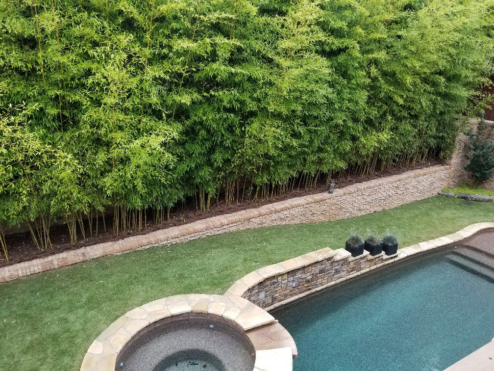 Clumping vs Running Bamboo – Lewis Bamboo