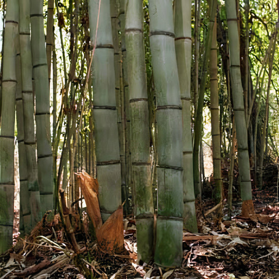 Giant Gray – Lewis Bamboo