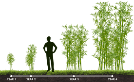 How does bamboo grow? – Lewis Bamboo