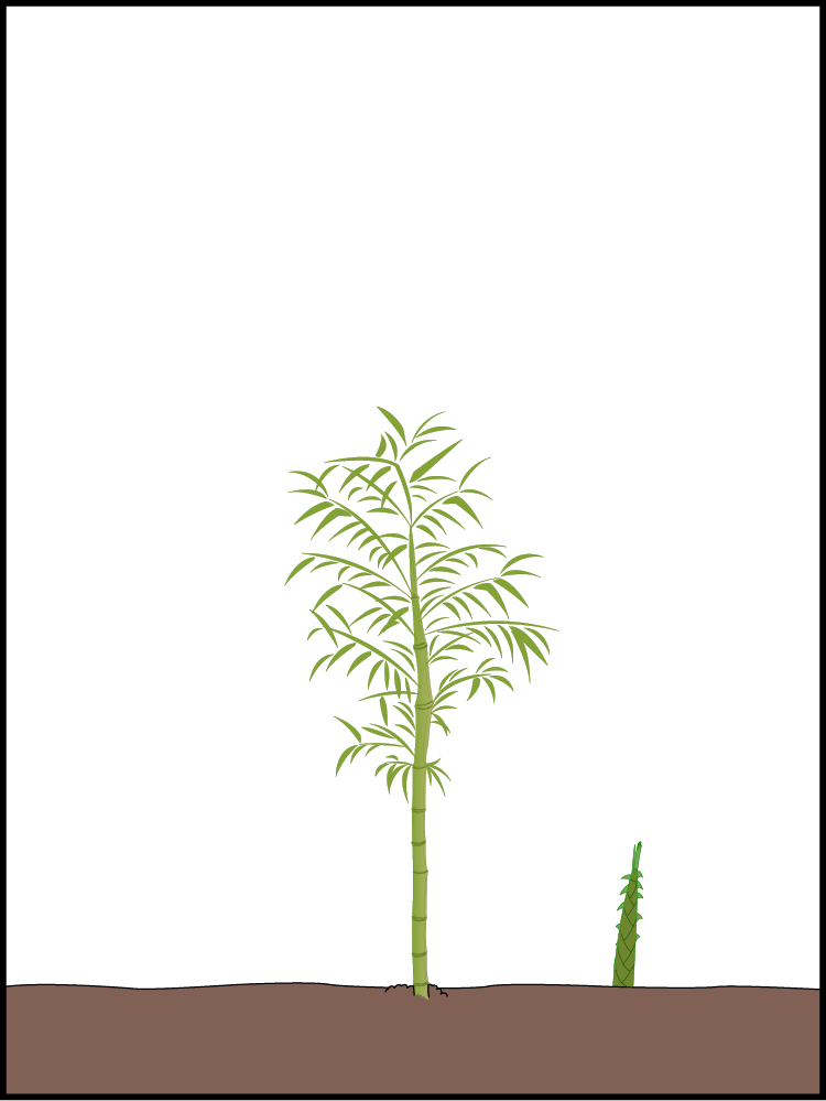 How does bamboo grow? – Lewis Bamboo