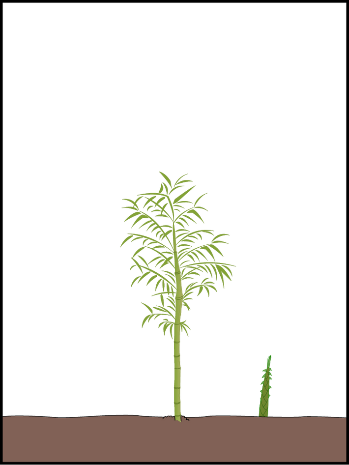 How does bamboo grow? – Lewis Bamboo