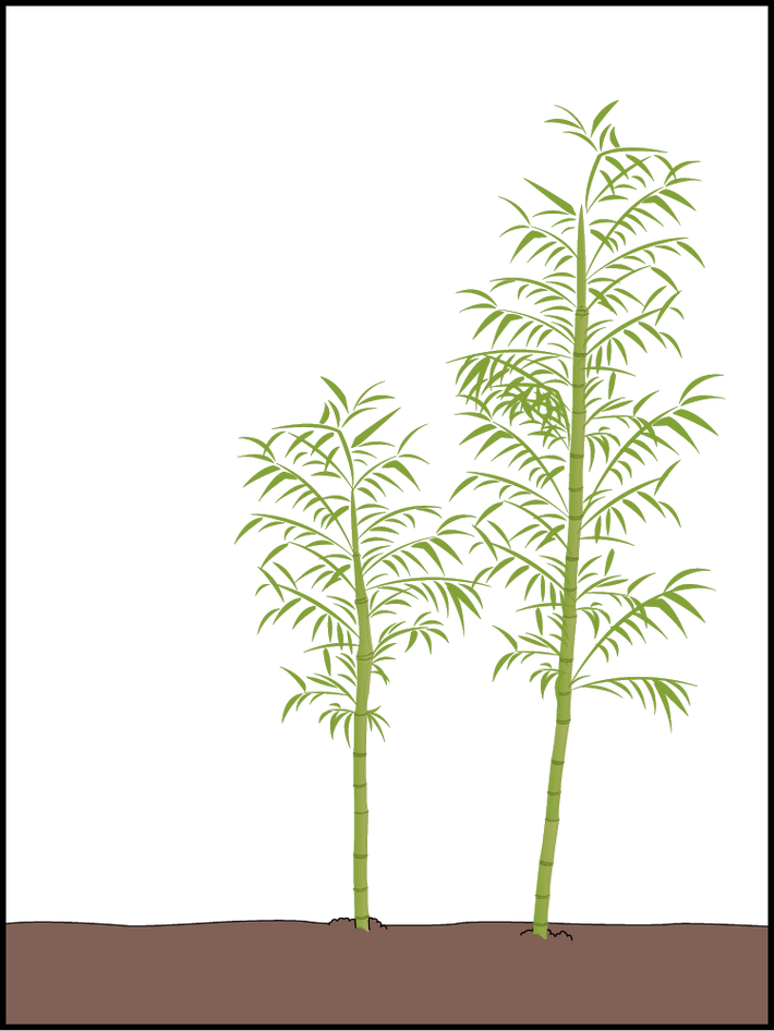 How does bamboo grow? – Lewis Bamboo