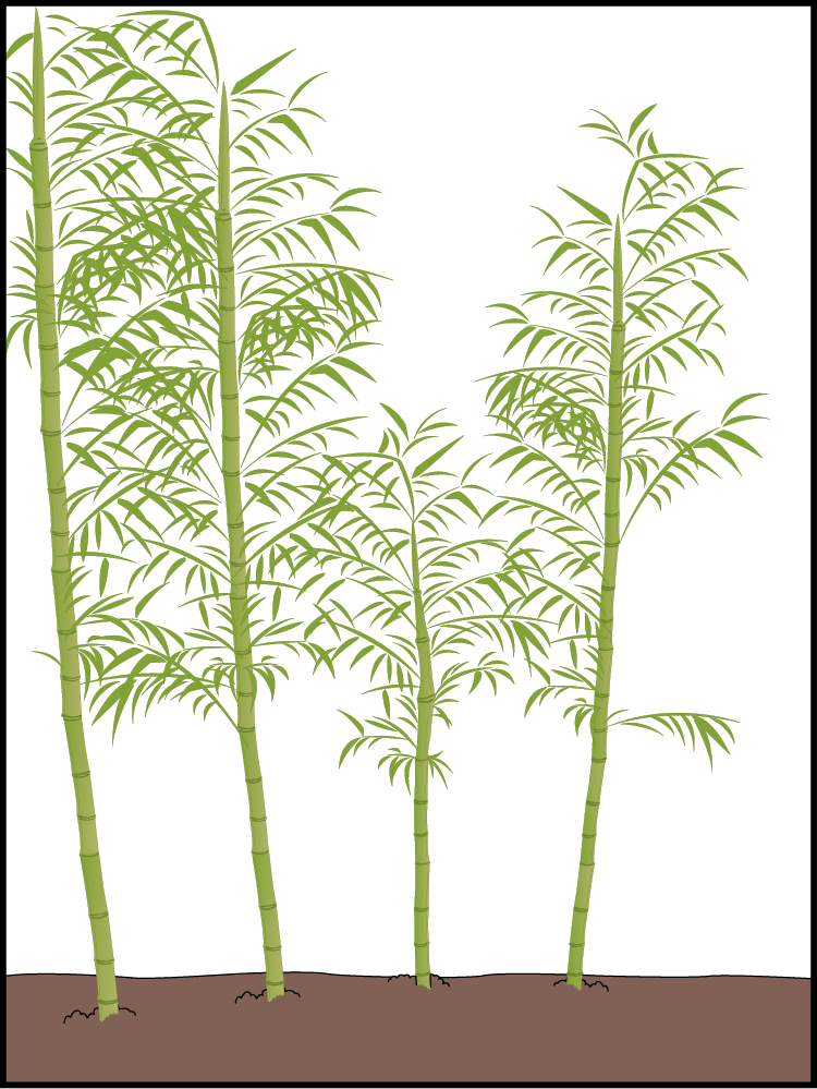 How does bamboo grow? – Lewis Bamboo