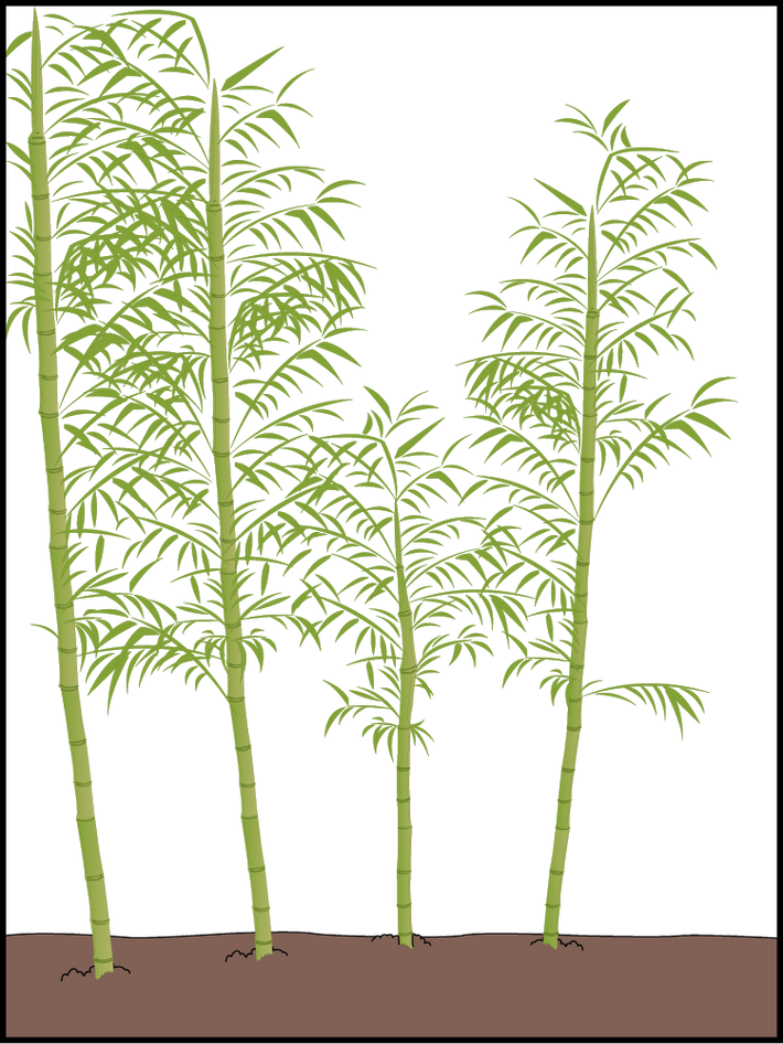 How does bamboo grow? – Lewis Bamboo
