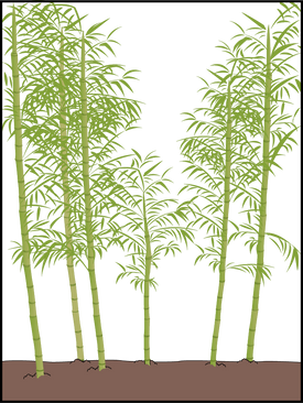 How does bamboo grow? – Lewis Bamboo
