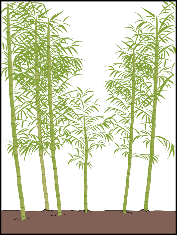 How does bamboo grow? – Lewis Bamboo