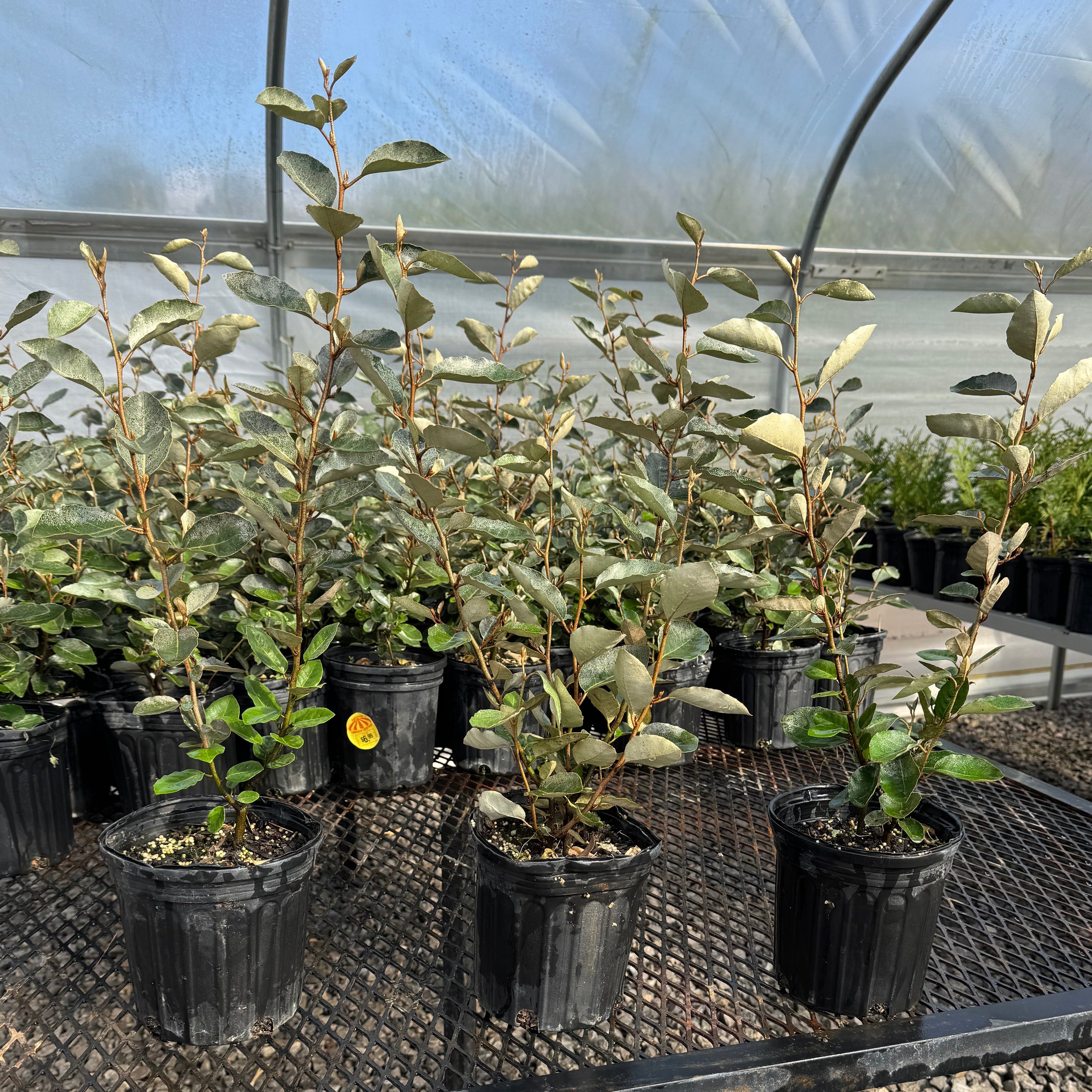 Silverberry Shrub – Lewis Bamboo