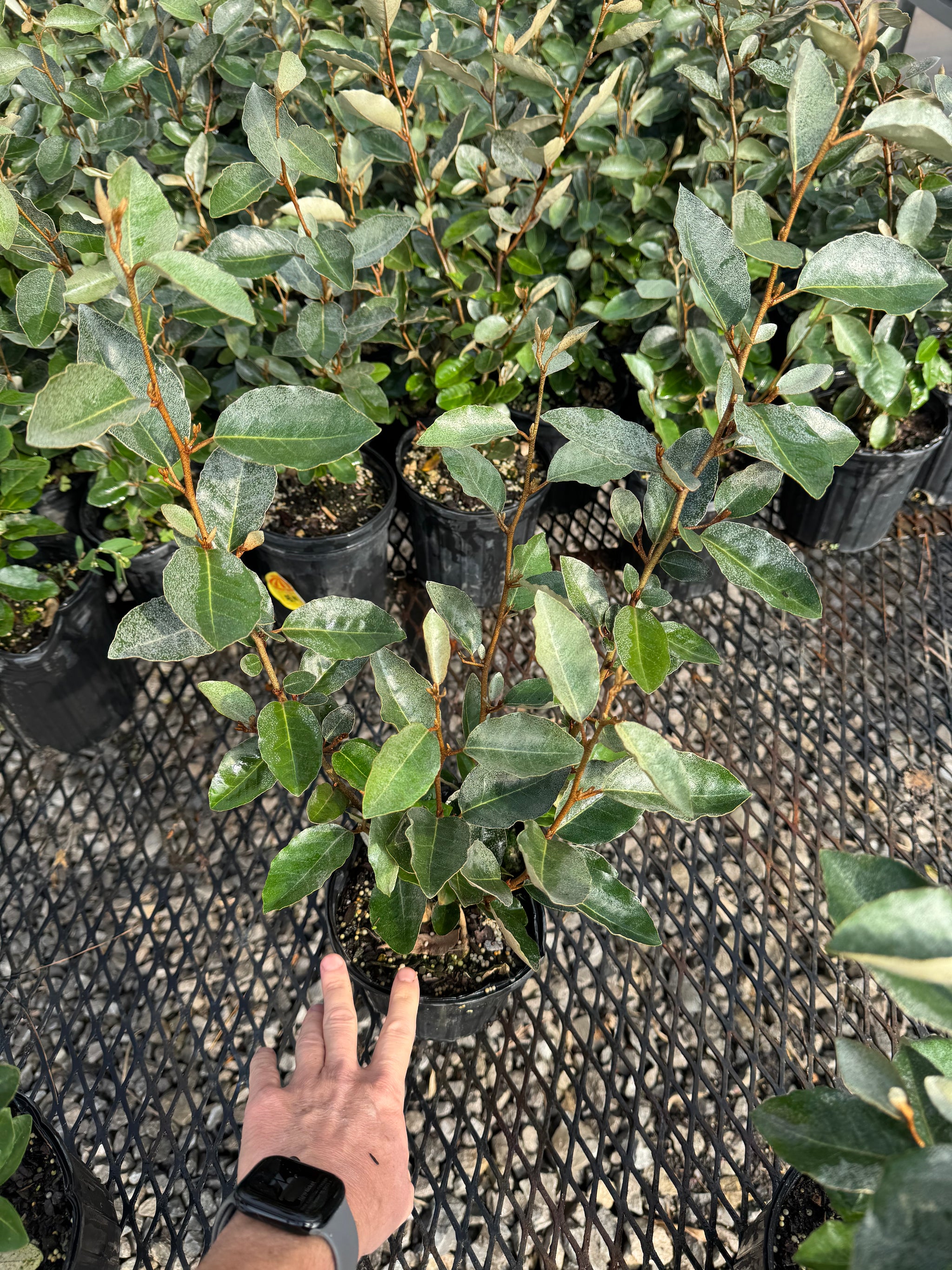 Silverberry Shrub – Lewis Bamboo