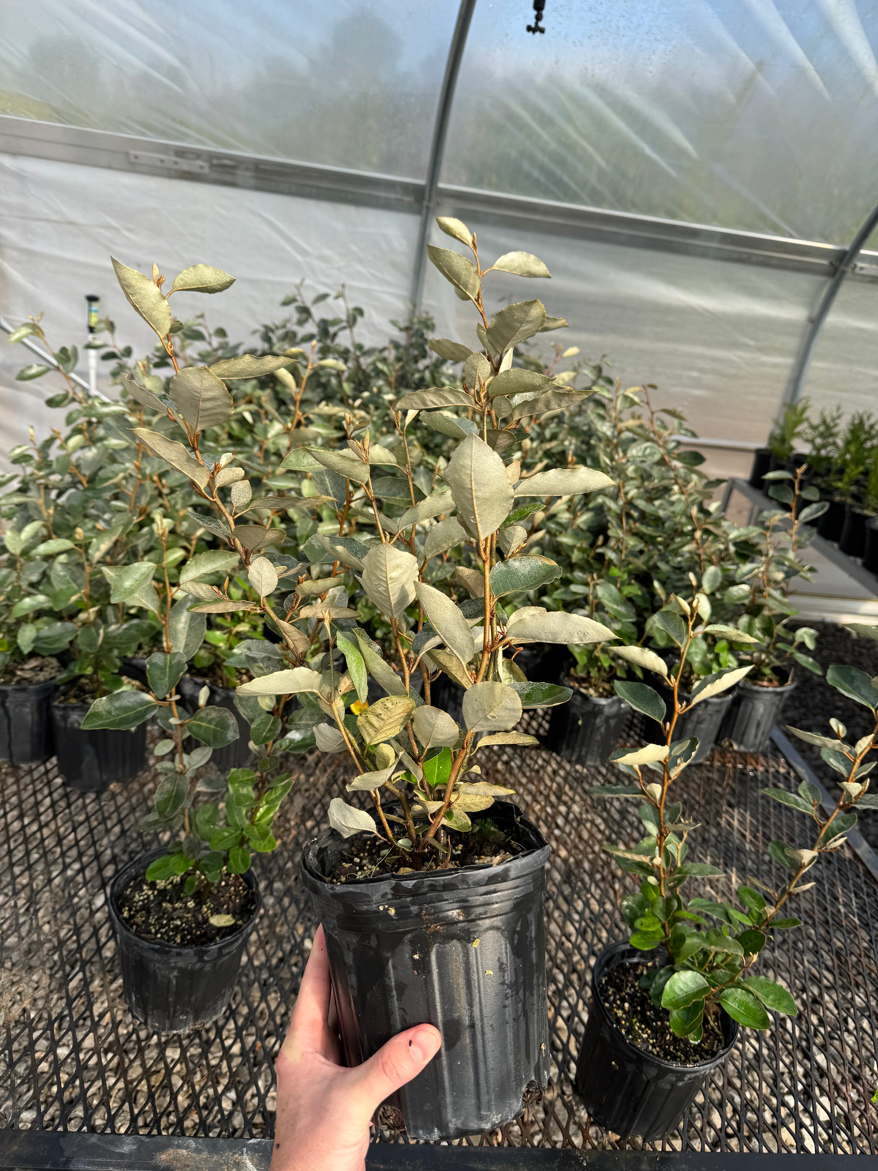 Silverberry Shrub – Lewis Bamboo
