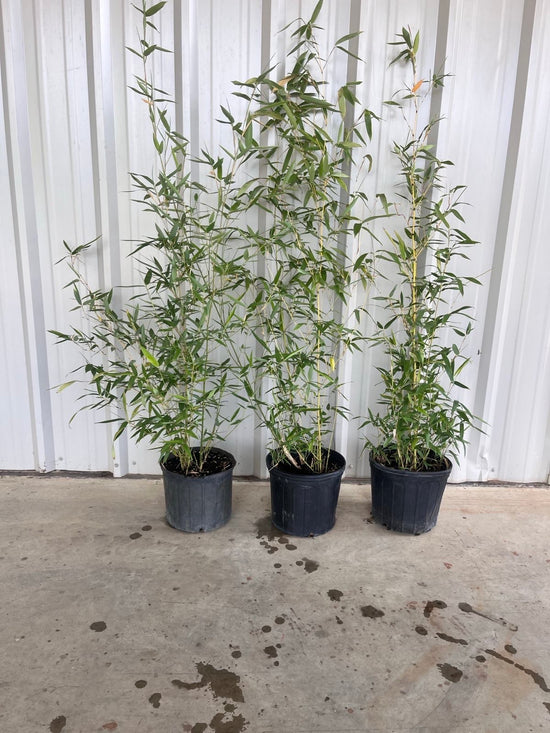 Red Margin Bamboo – Lewis Bamboo