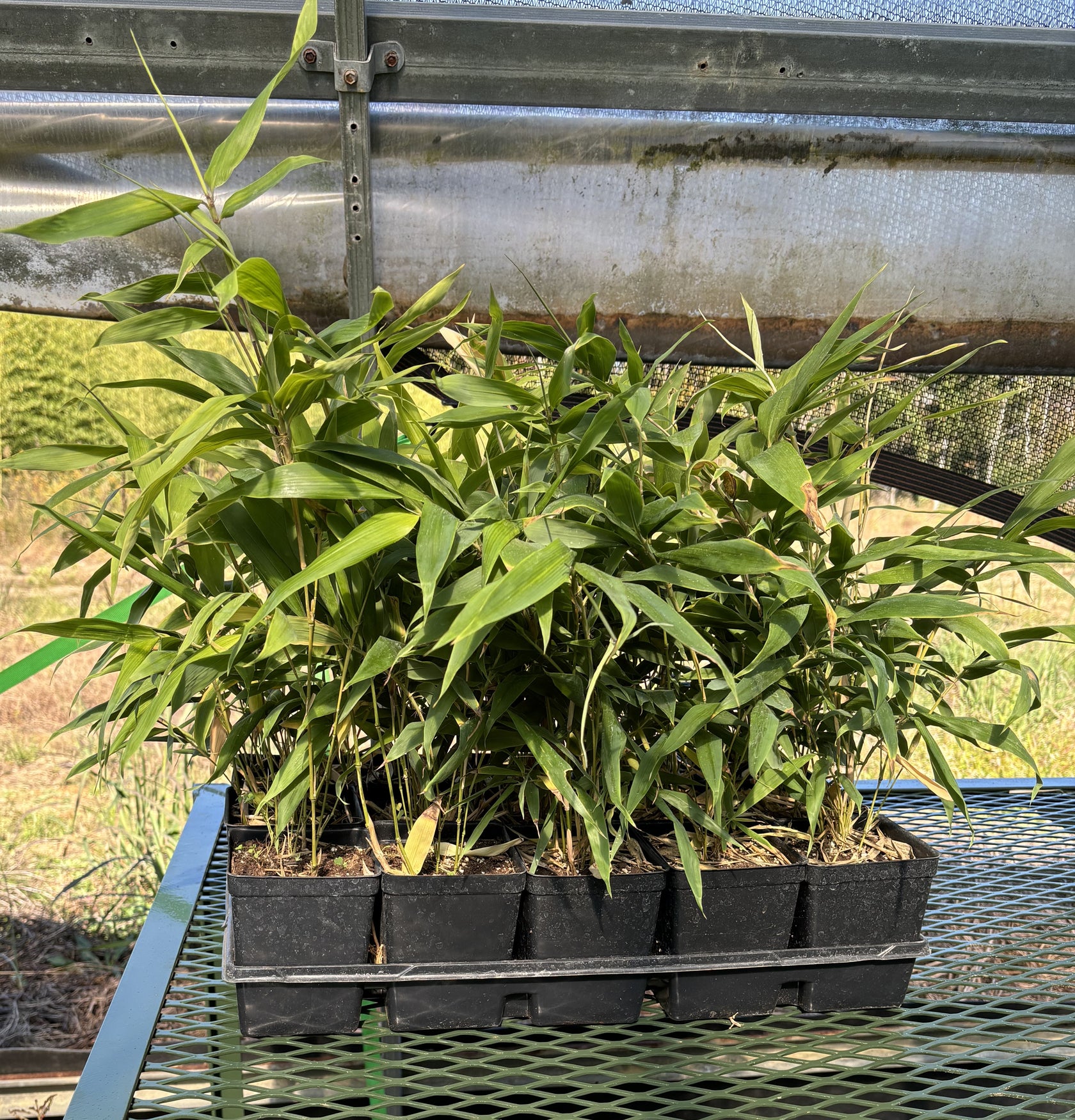 Giant Gray – Lewis Bamboo