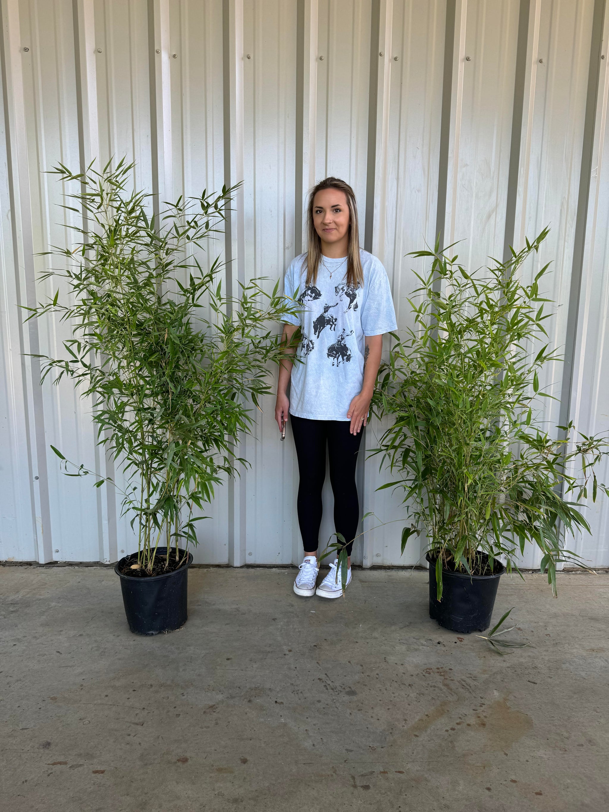 Giant Gray – Lewis Bamboo