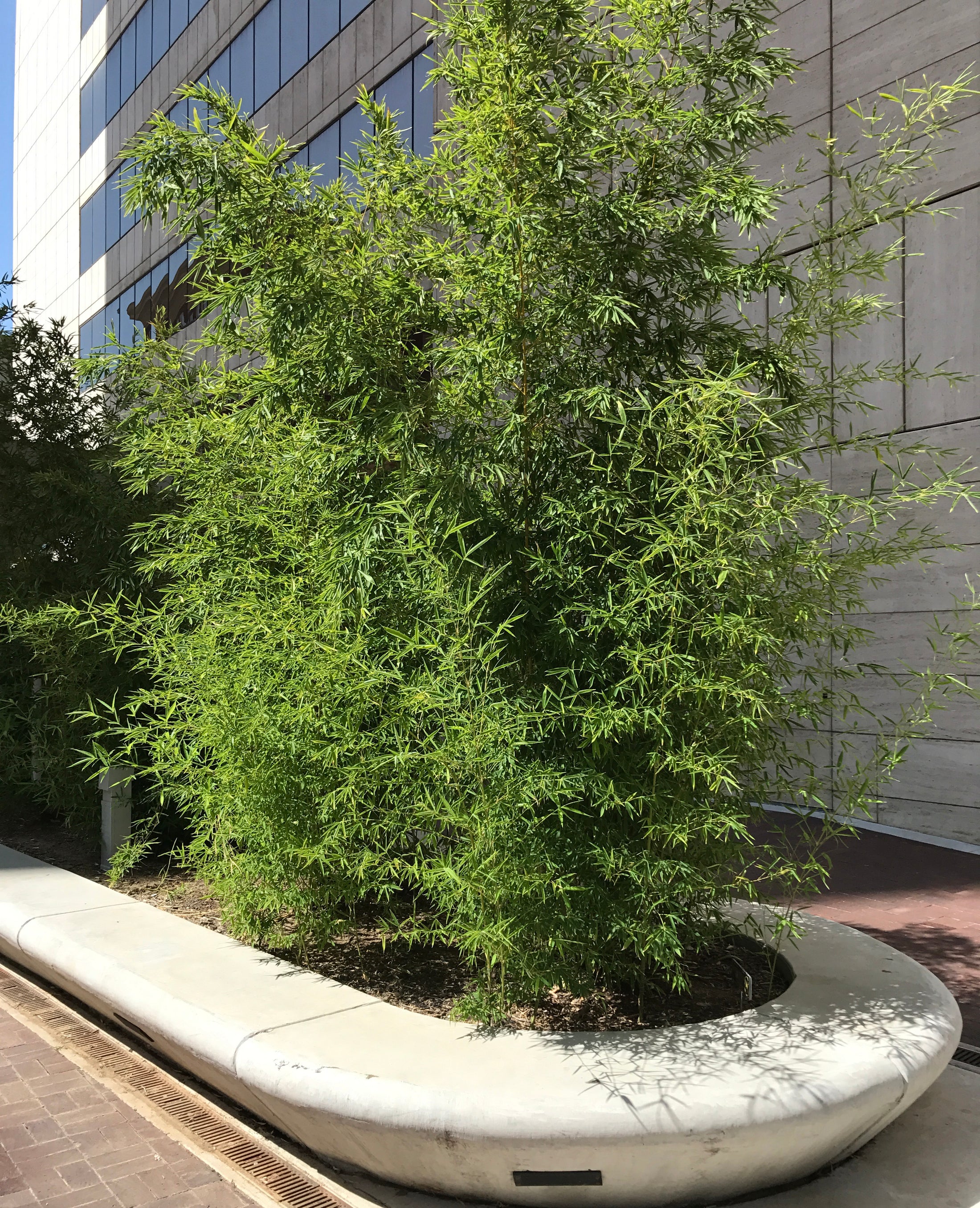 Red Margin Bamboo – Lewis Bamboo