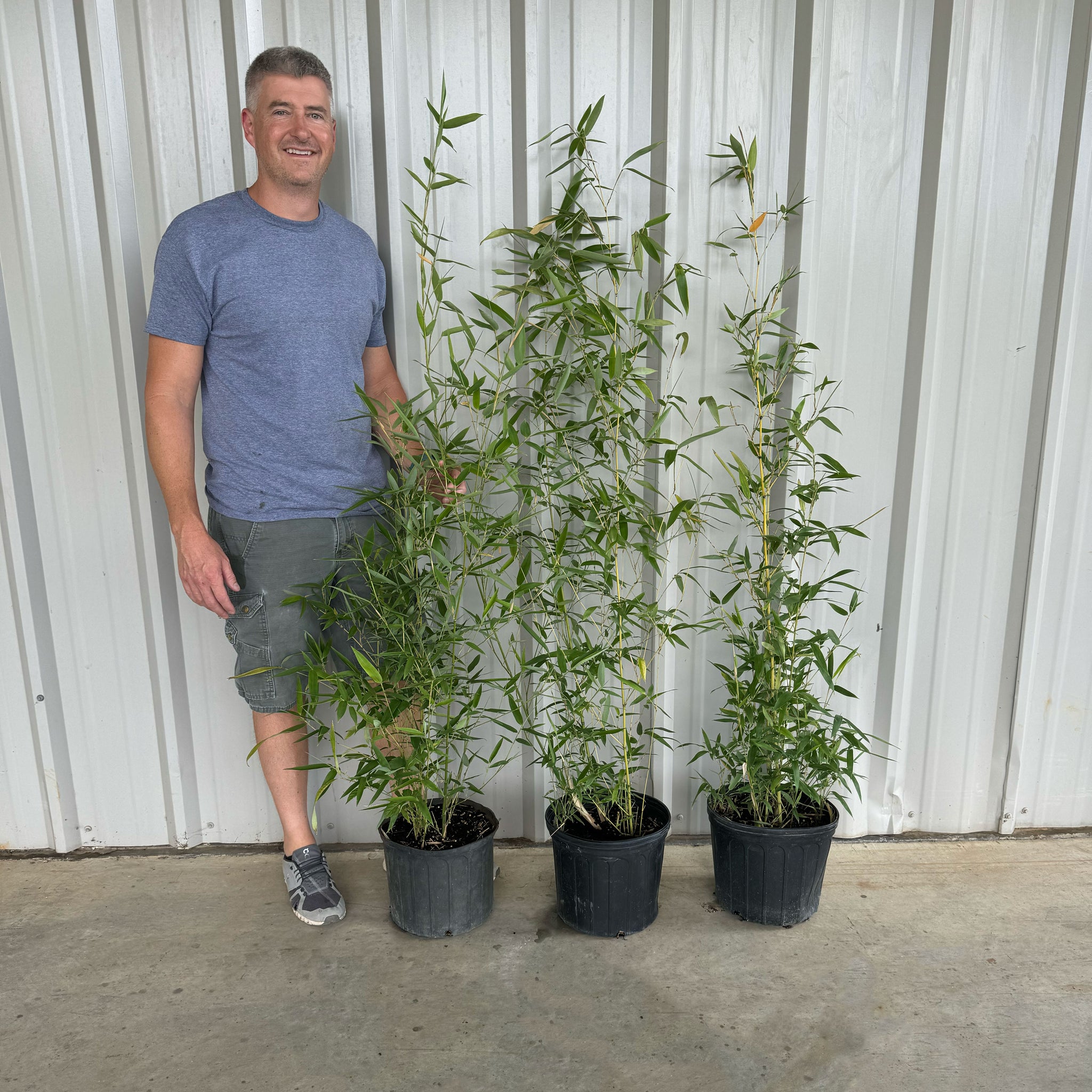 Red Margin Bamboo – Lewis Bamboo