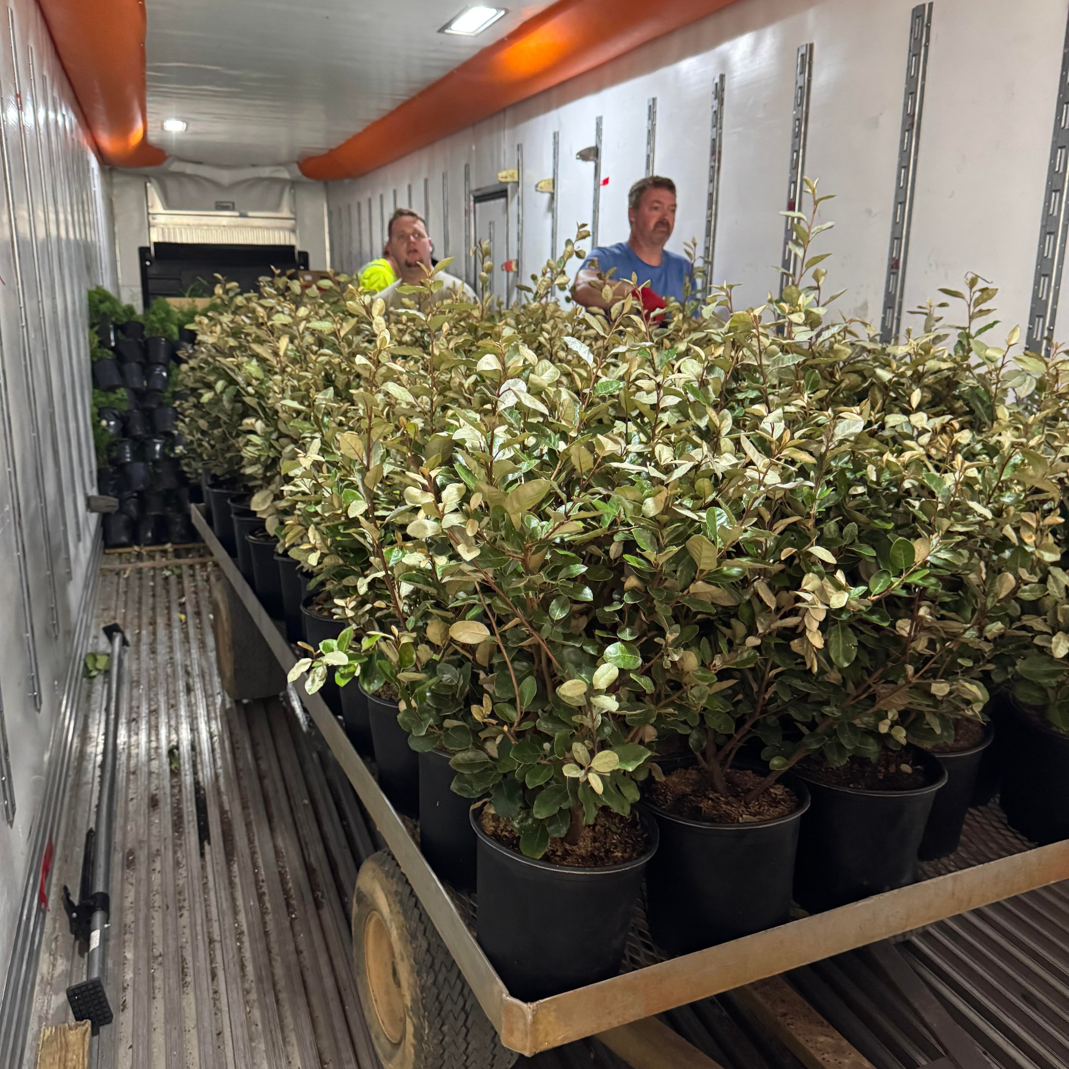 Silverberry Shrub – Lewis Bamboo