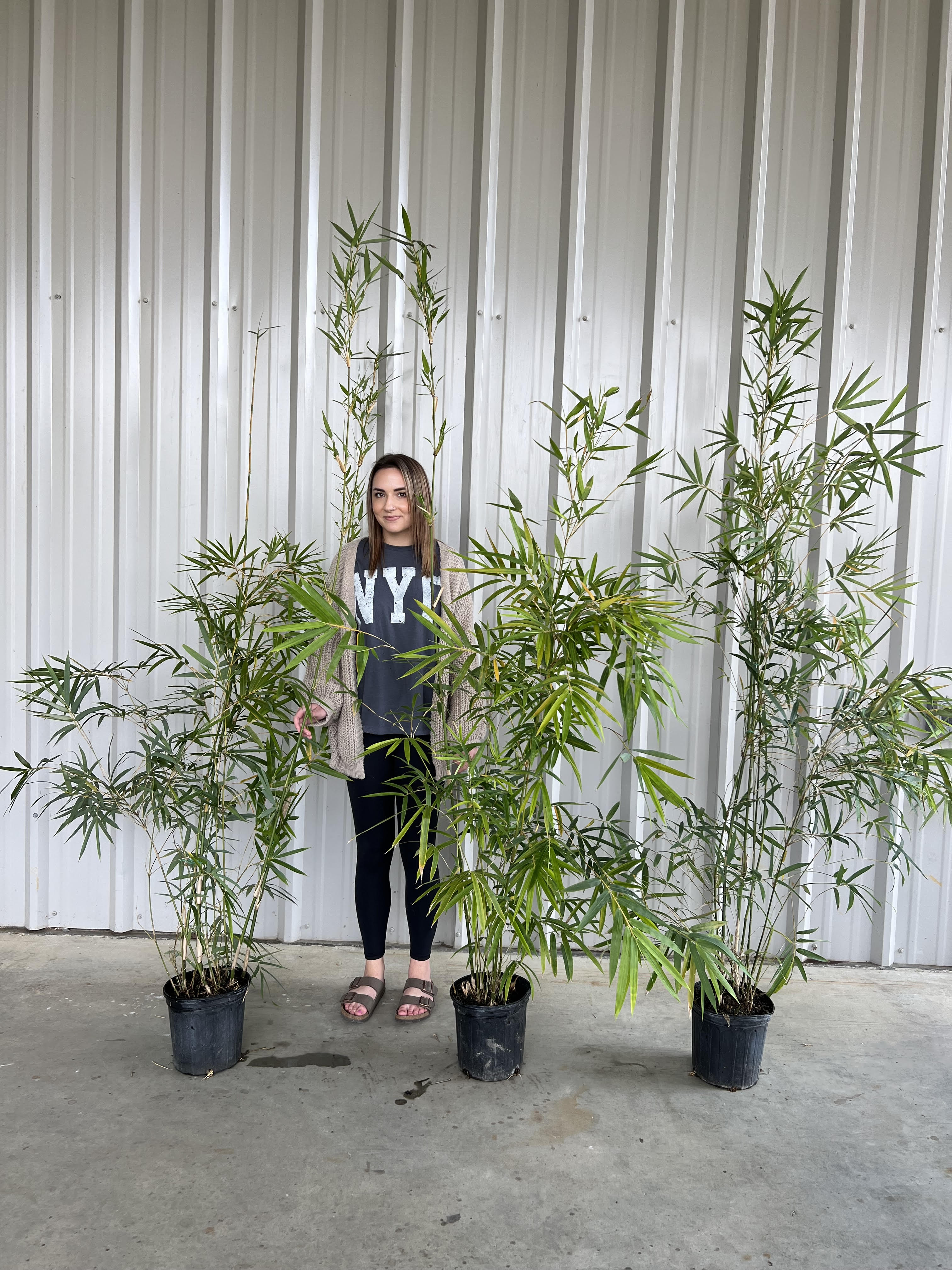 Weaver's Bamboo Dwarf – Lewis Bamboo