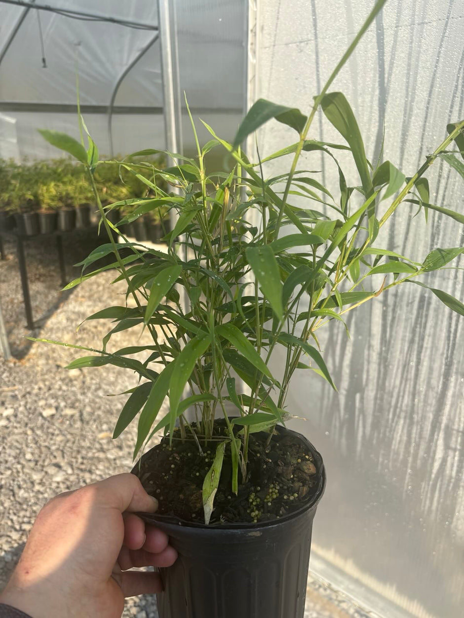 Lewis Bamboo - Bamboo Plants & Products for Sale