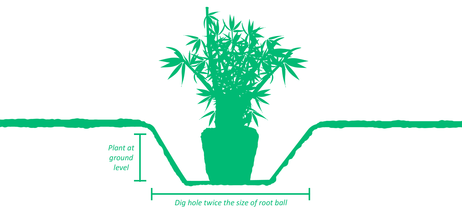 Bissetii – Lewis Bamboo