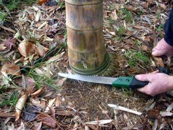 Pruning and Grooming Bamboo – Lewis Bamboo