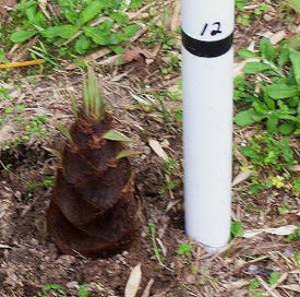 Growth Chart of Bamboo – Lewis Bamboo