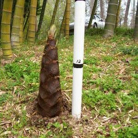 Growth Chart of Bamboo – Lewis Bamboo