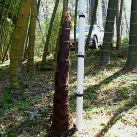 Growth Chart of Bamboo – Lewis Bamboo