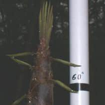 Growth Chart of Bamboo – Lewis Bamboo
