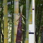 Growth Chart of Bamboo – Lewis Bamboo