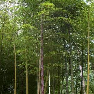 Growth Chart of Bamboo – Lewis Bamboo