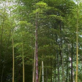 Growth Chart of Bamboo – Lewis Bamboo
