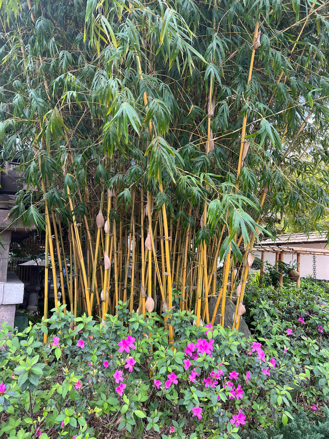 Bamboo Plants – Lewis Bamboo