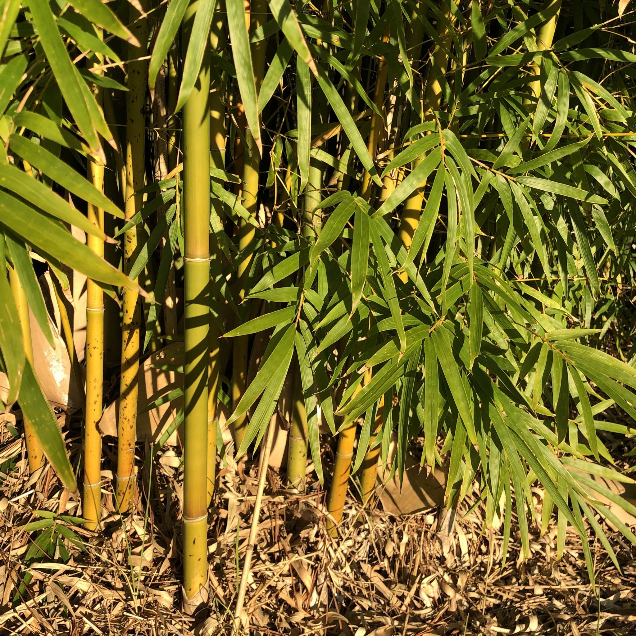 Gracilis Bamboo#N# – Lewis Bamboo
