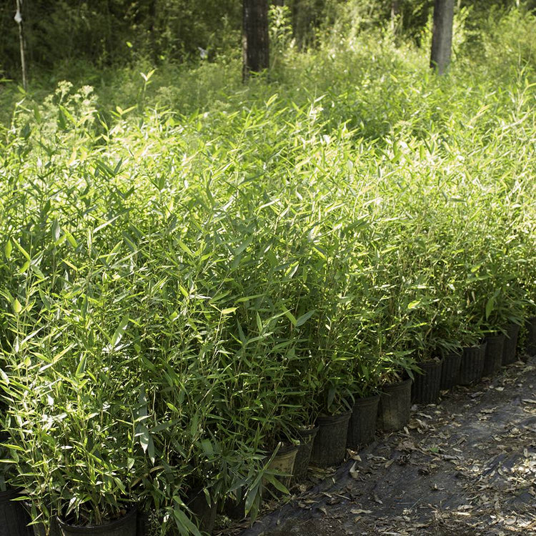 Incense Bamboo – Lewis Bamboo