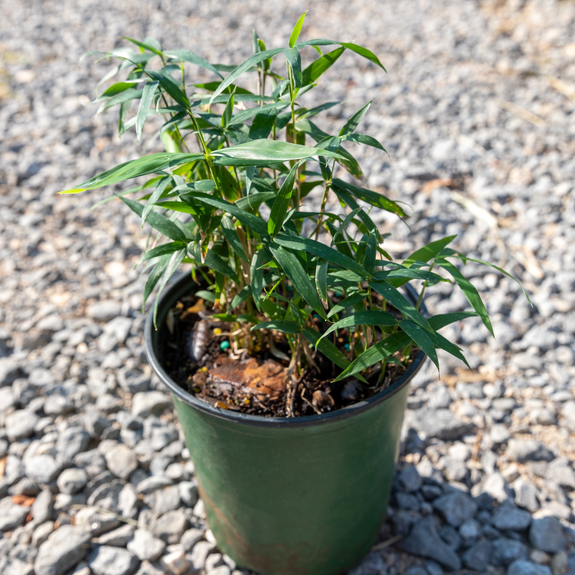 Cold Hardy Bamboo – Lewis Bamboo