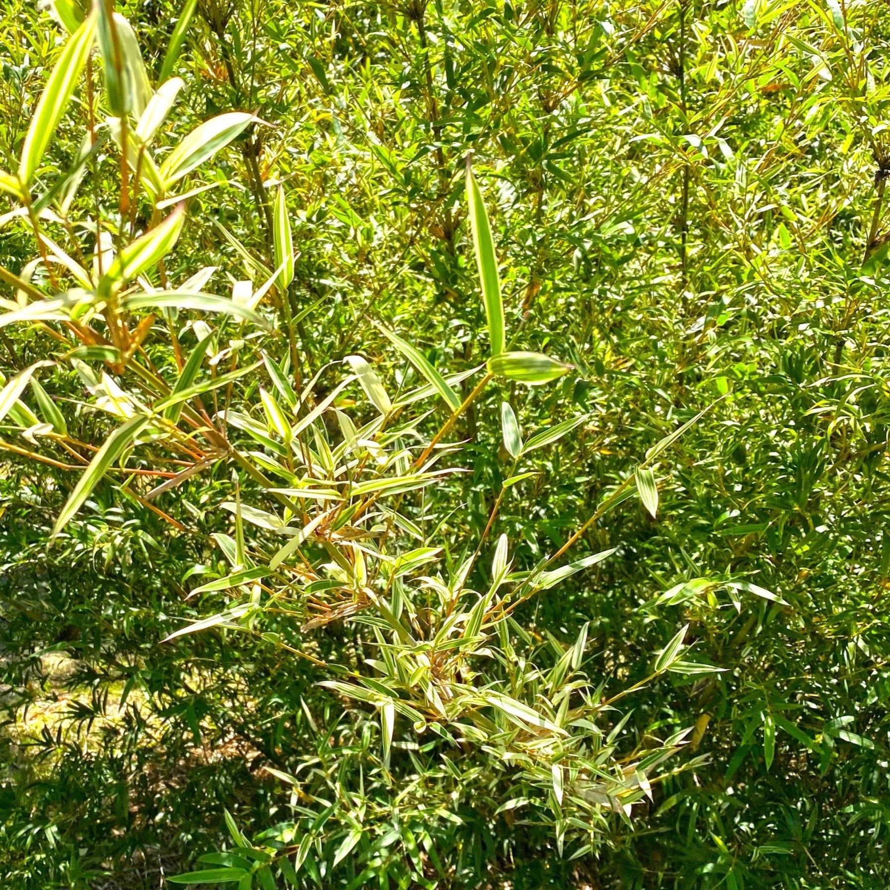Bamboo Plants – Lewis Bamboo