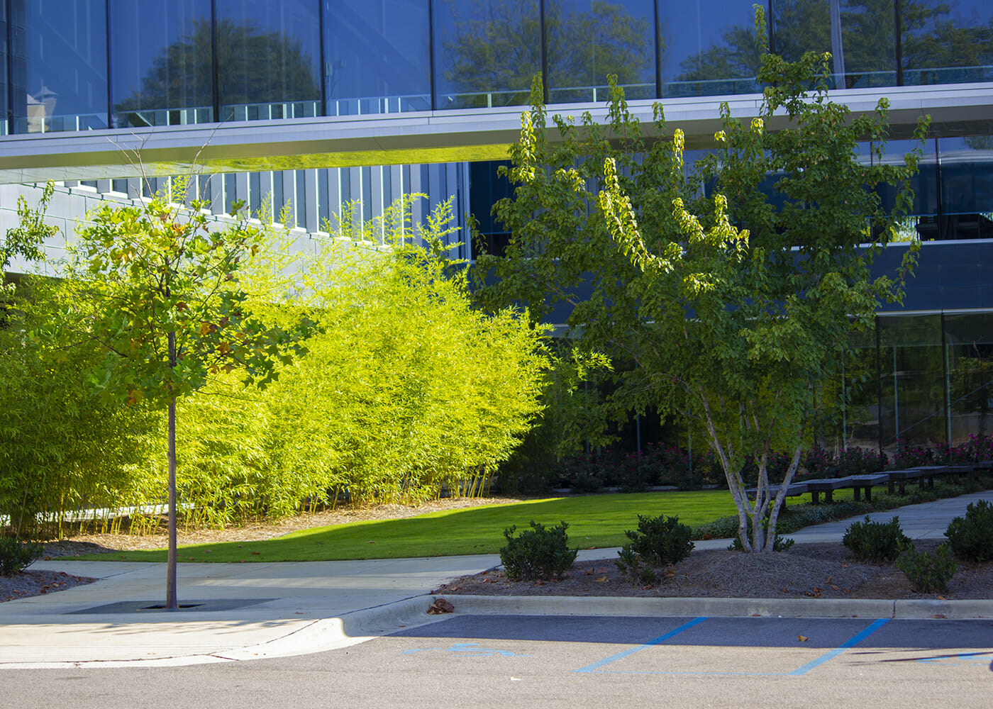 Giant Gray – Lewis Bamboo