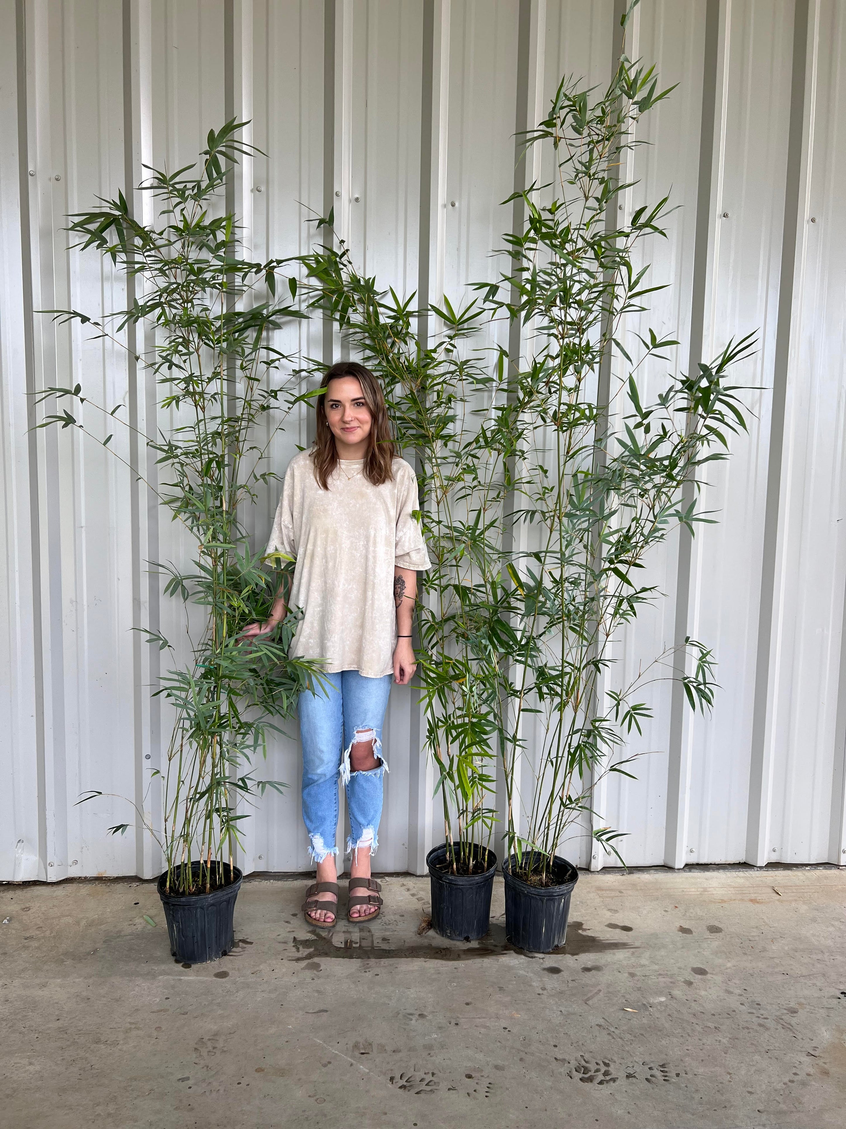 Golden Goddess – Lewis Bamboo