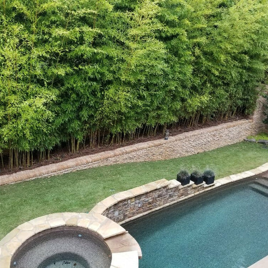 Giant Gray – Lewis Bamboo