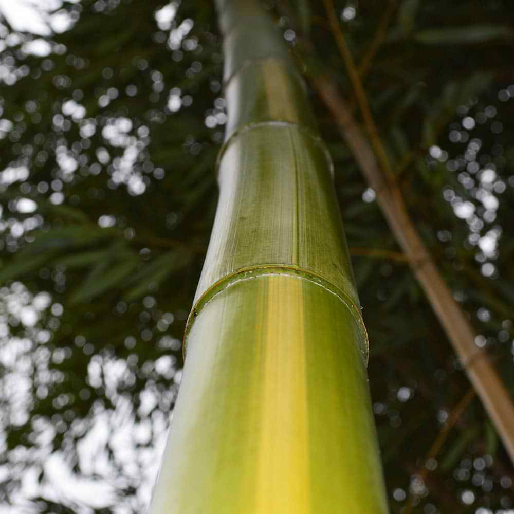 Giant Bamboo – Lewis Bamboo