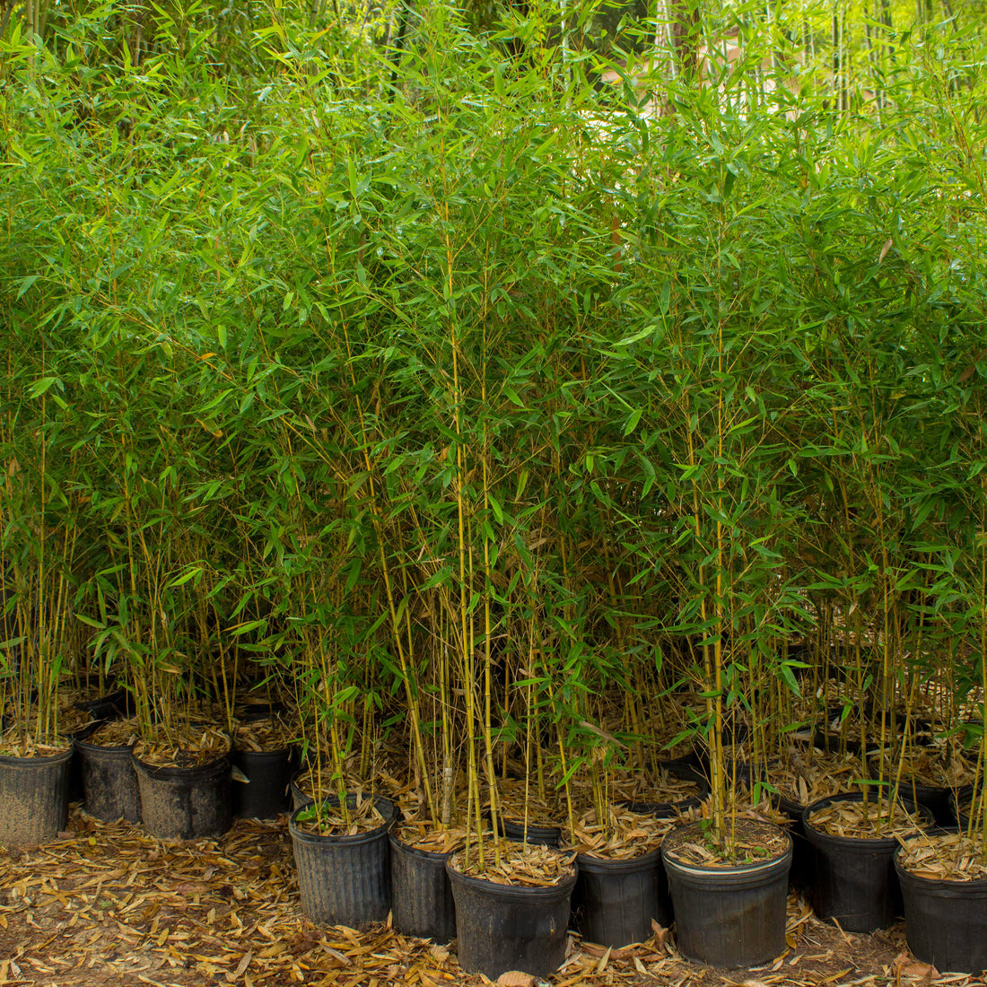 6'-10' Feet Tall Bamboo (3 Gallon) – Lewis Bamboo