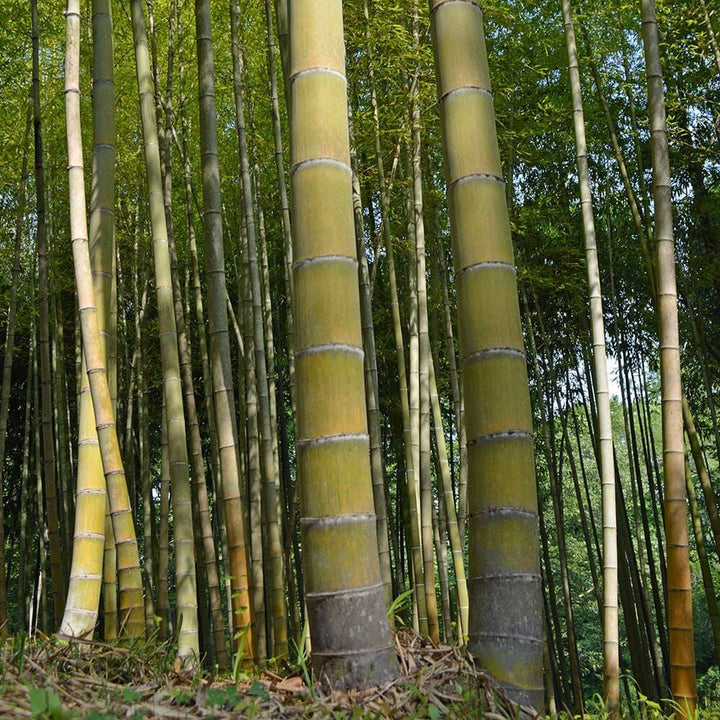 Giant Bamboo – Lewis Bamboo