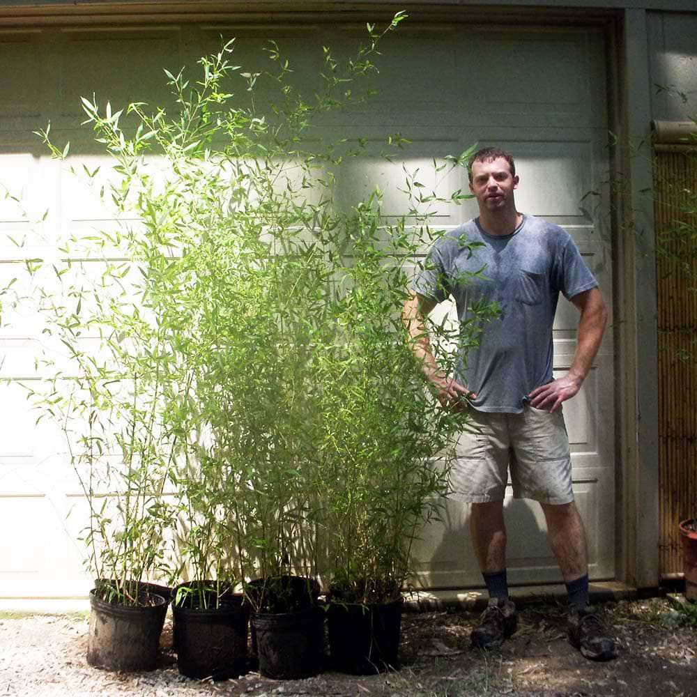 Bamboo Plants – Lewis Bamboo