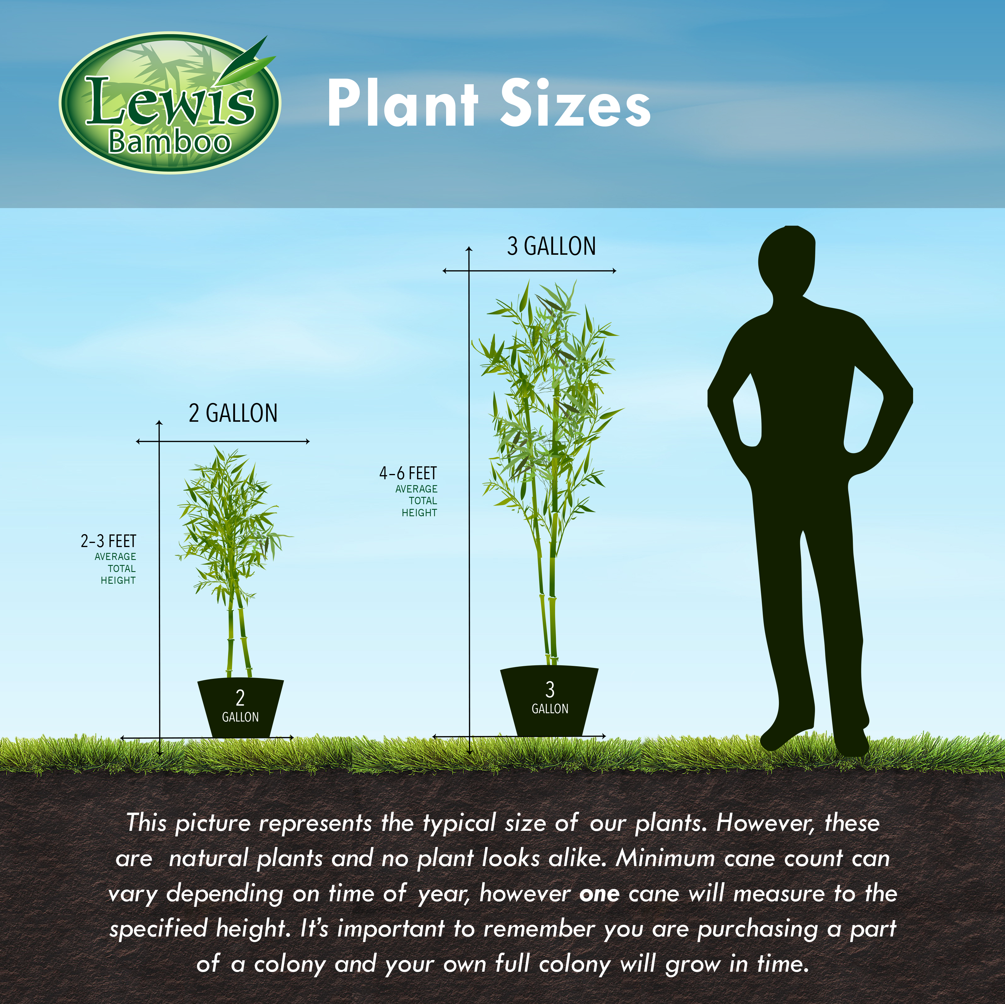 Giant Japanese Timber – Lewis Bamboo