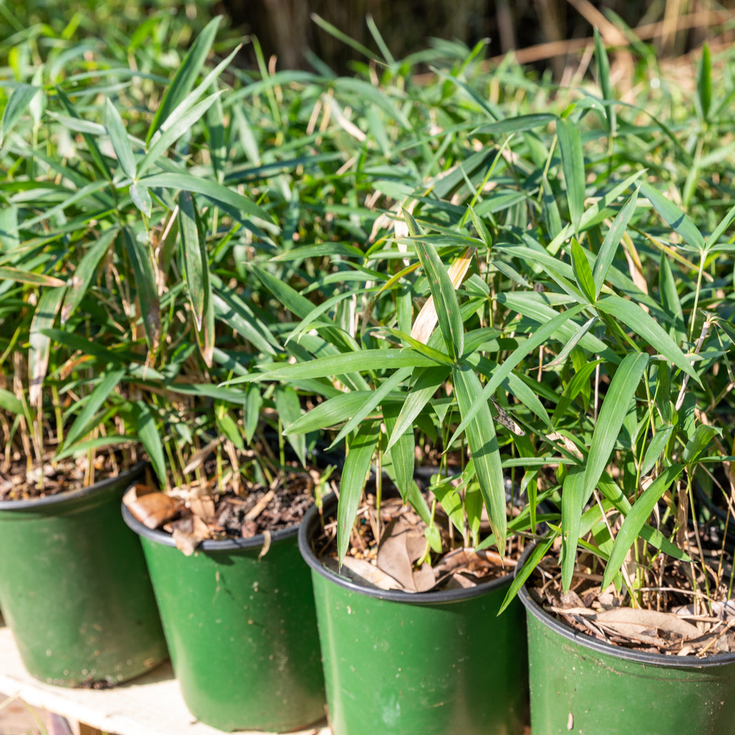 Cold Hardy Bamboo – Lewis Bamboo