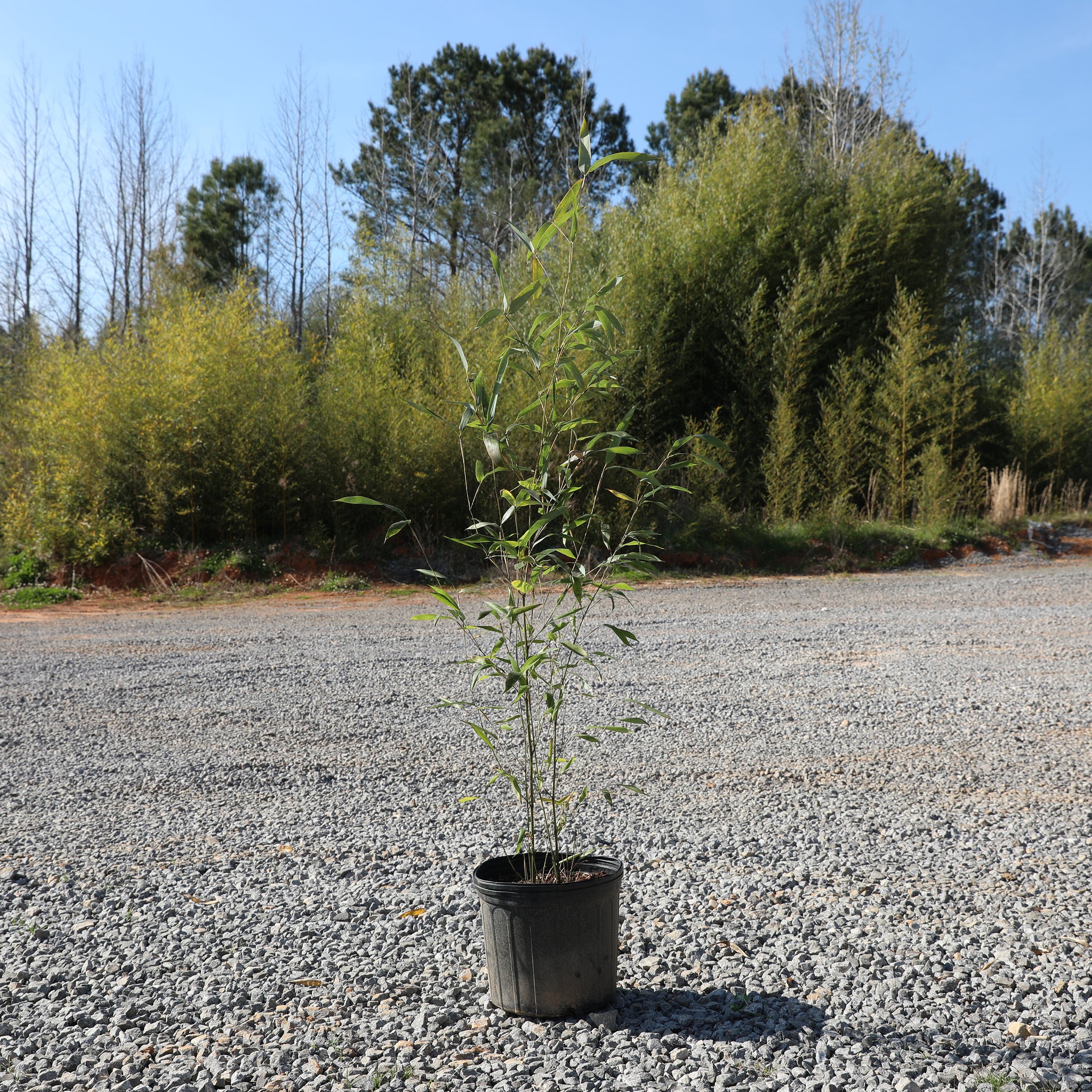 Red Margin Bamboo – Lewis Bamboo