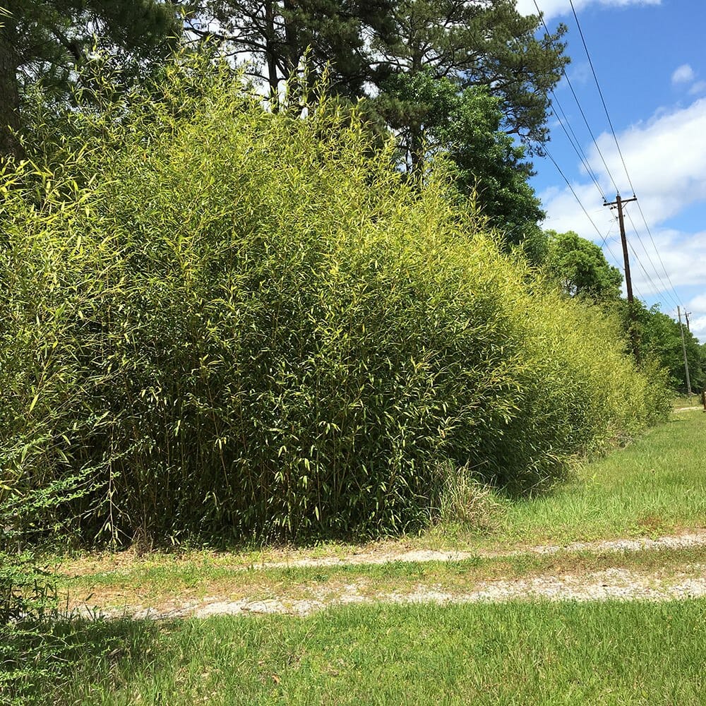 Lewis Bamboo - Bamboo Plants & Products for Sale